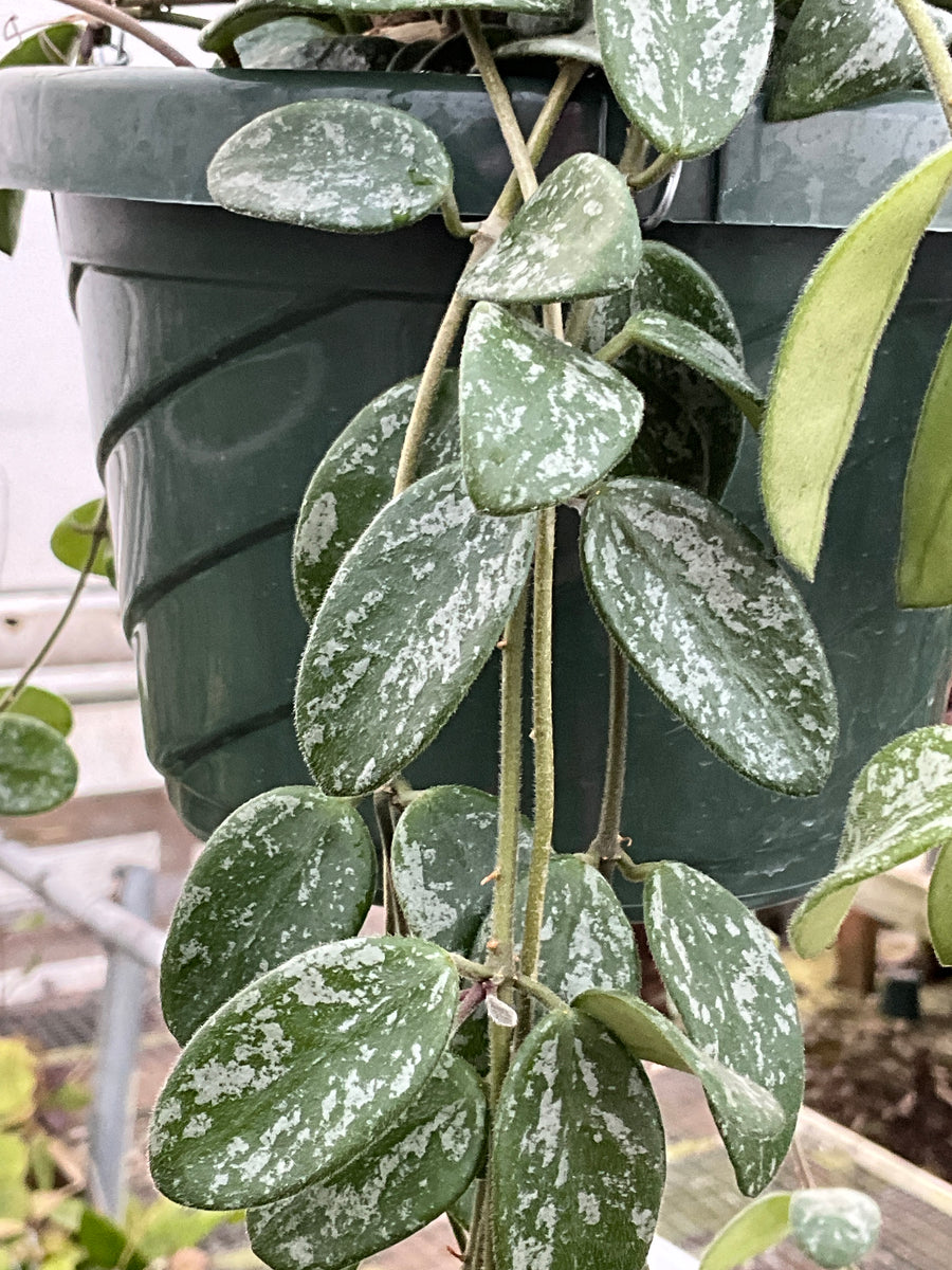 Hoya ‘Lima’ splash – S&J Farms